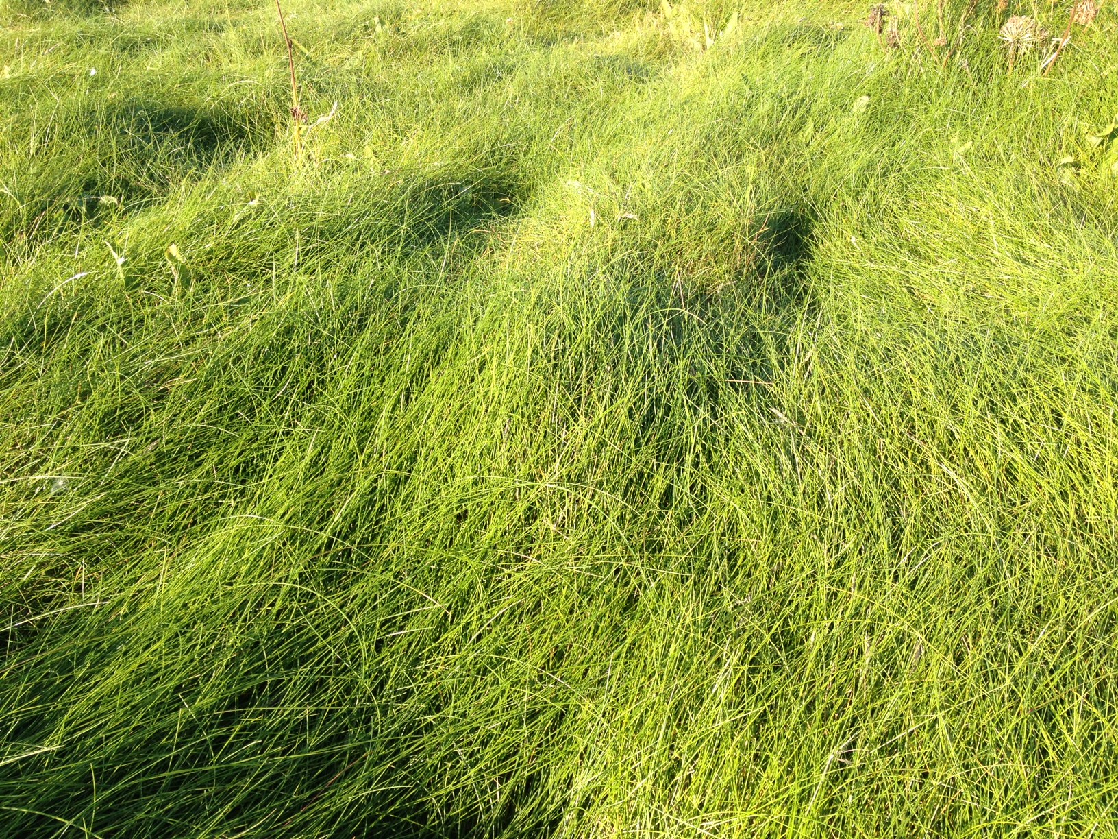 The grass grows well in Cornwall - talking grass