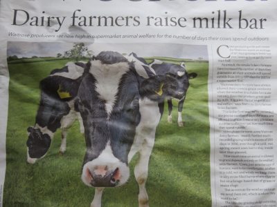 Cows producing milk and cream for Waitrose - talking grass