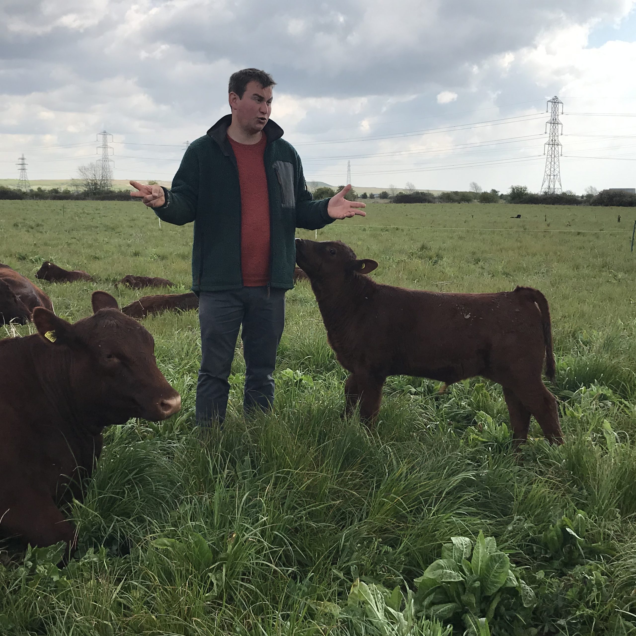 The future of farming involves cattle (amongst other things!) - talking ...